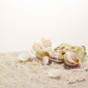 Can You Find Inspiration in Beachcombing & Broken Seashells? ~ Betsi's ...