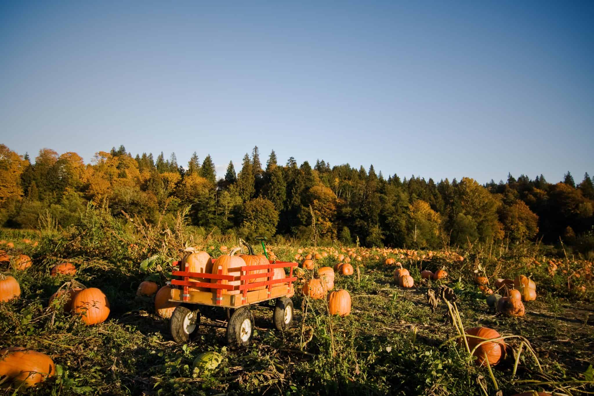 10 Things To Do In Fall - Luxury Travel & Lifestyle: Affordable ...